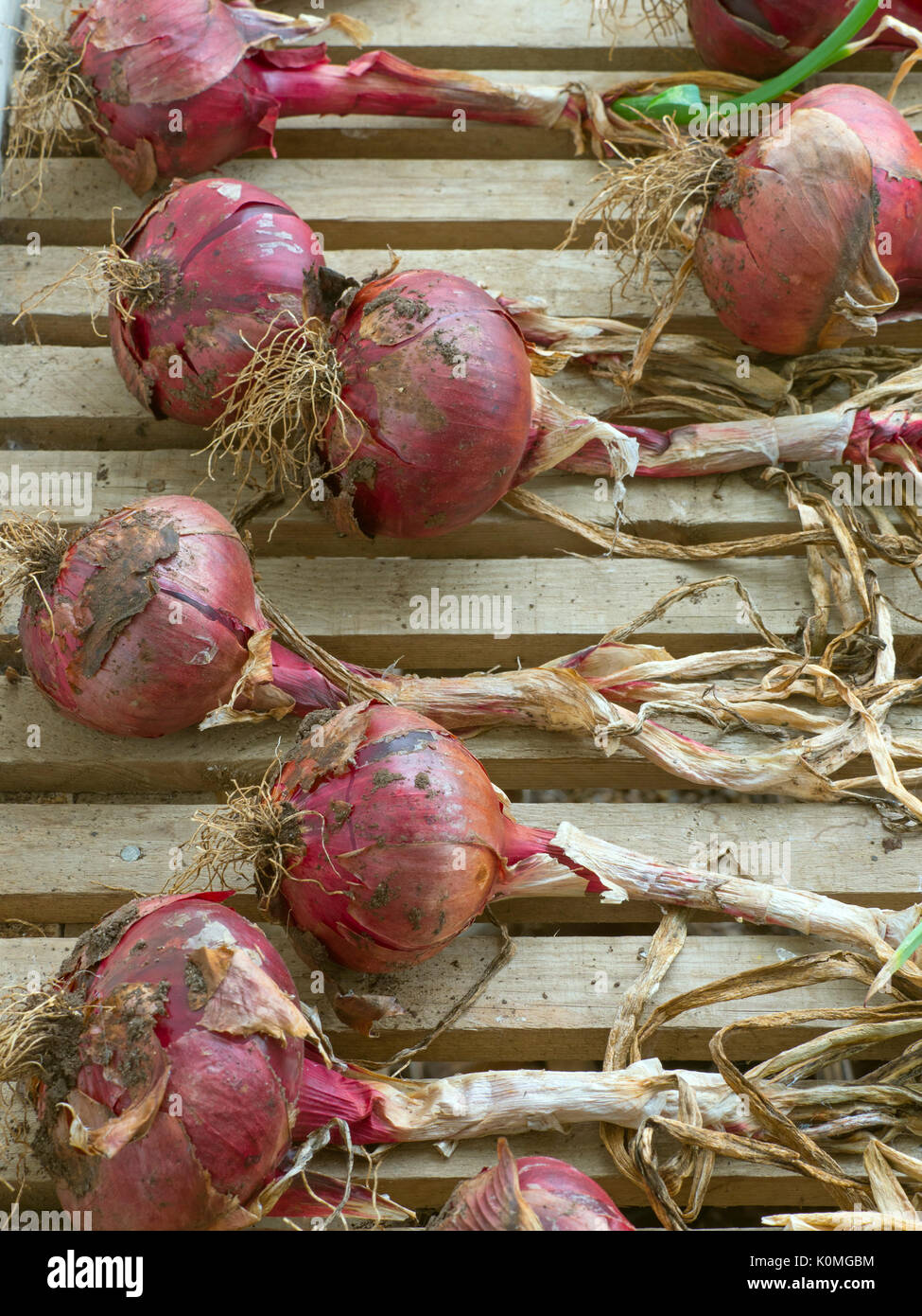 Home grown red onions 'Electric' drying out in greenhouse Stock Photo ...