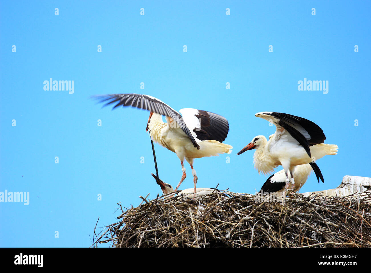 White storks eating snake in nest Stock Photo - Alamy