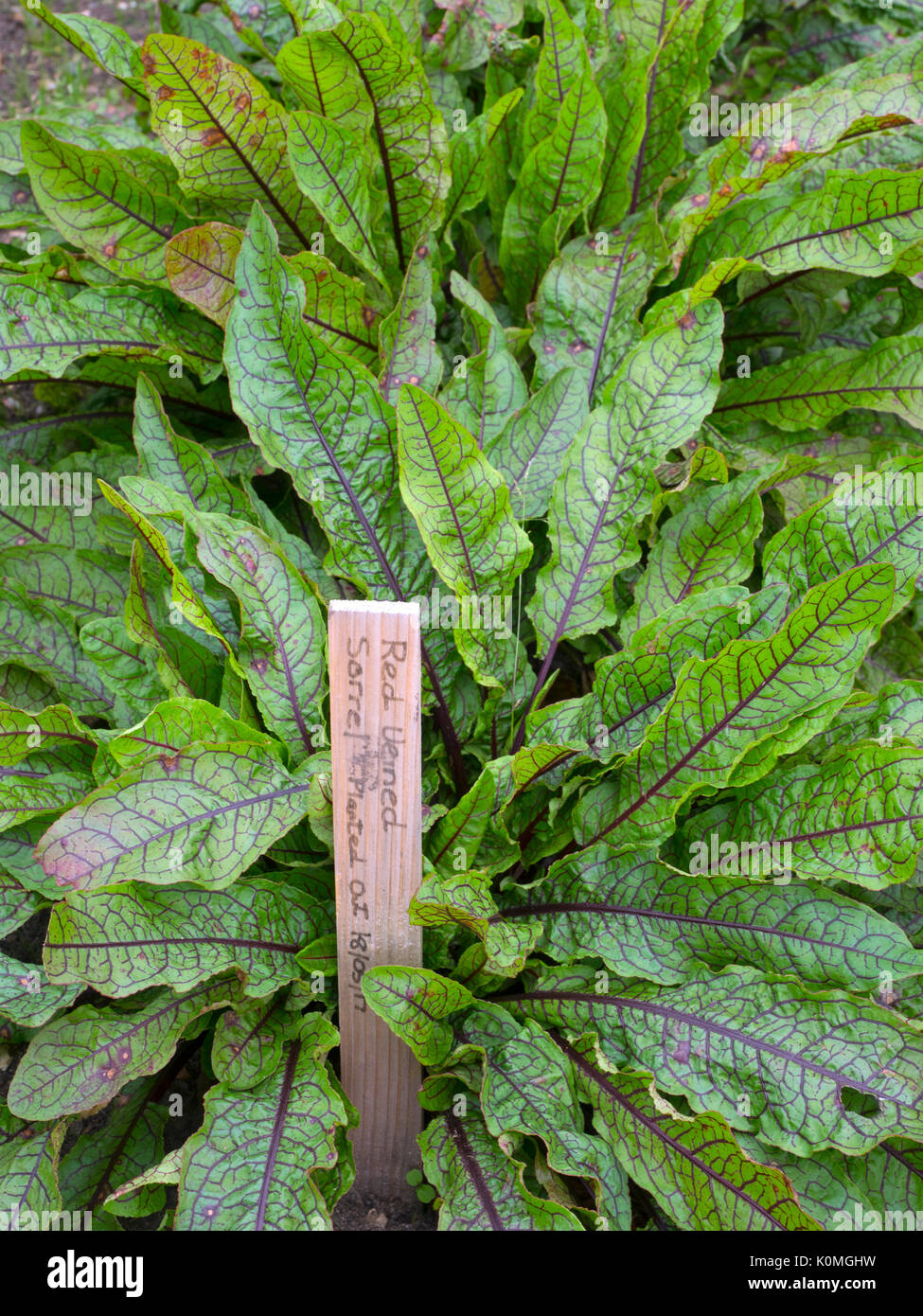 Red sorrel hi-res stock photography and images - Alamy