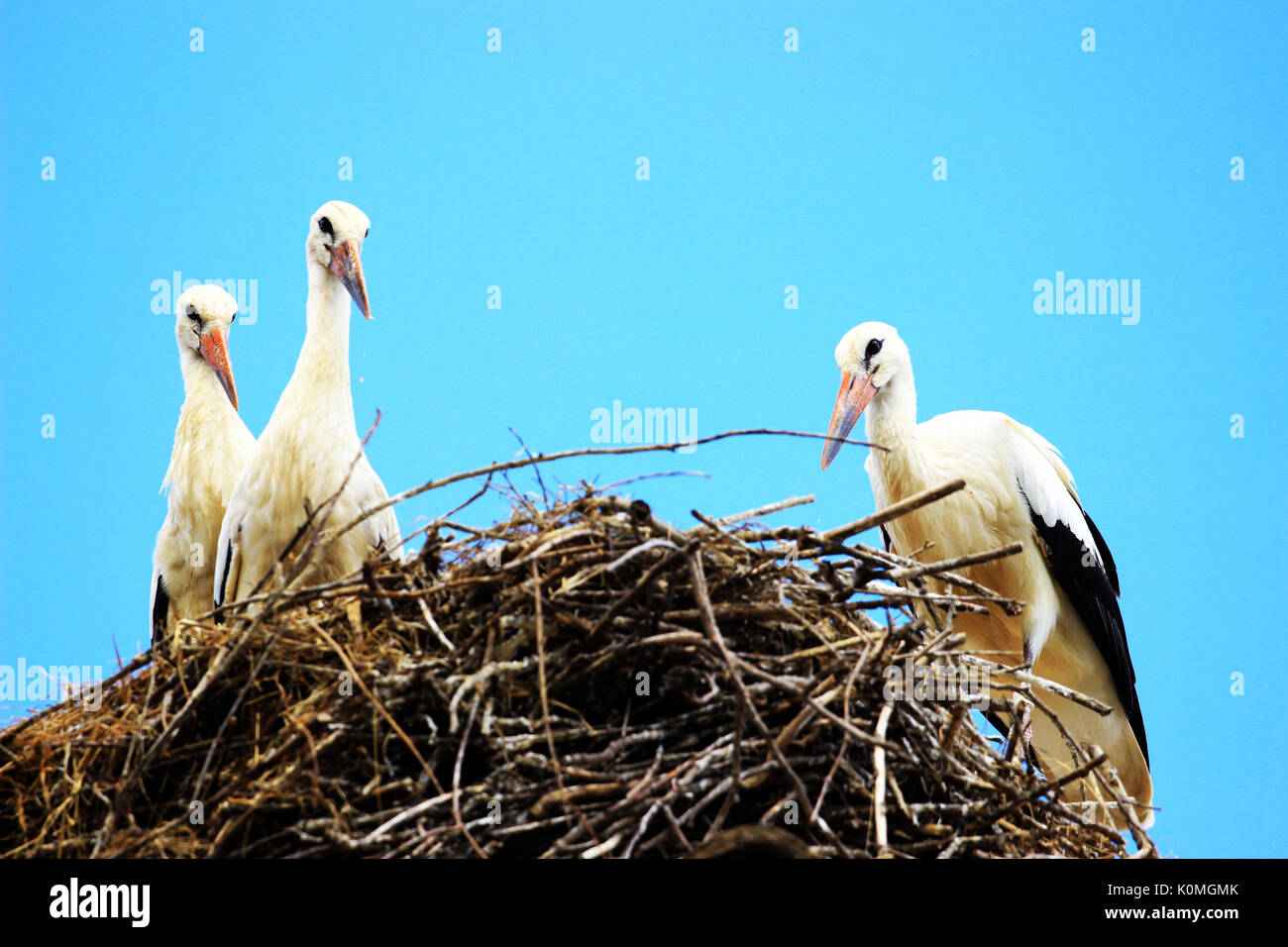 White storks in nest on house roof Stock Photo - Alamy