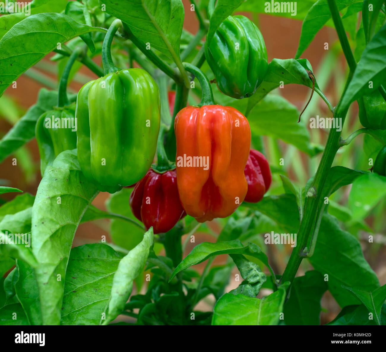 Scotch bonnet also known as bonney peppers or Caribbean red peppers ...