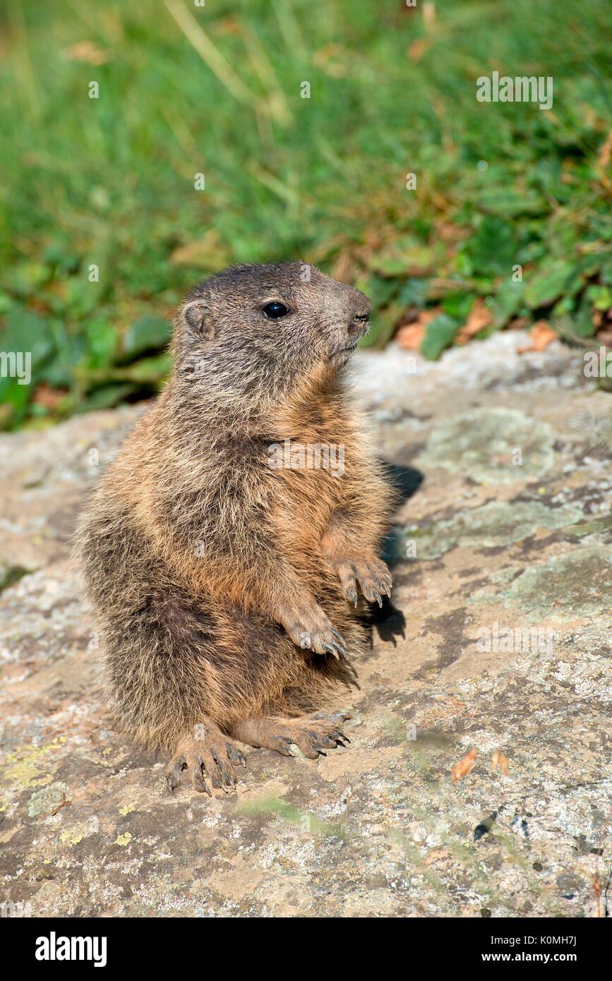 Marmotta delle alpi hi-res stock photography and images - Alamy