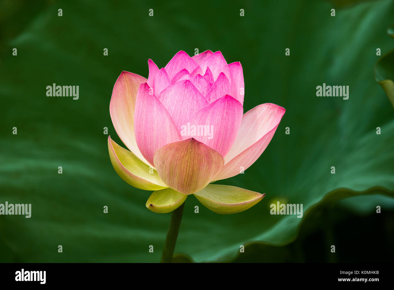 Big Vibrant Lotus Water Lilies Stock Photo - Alamy