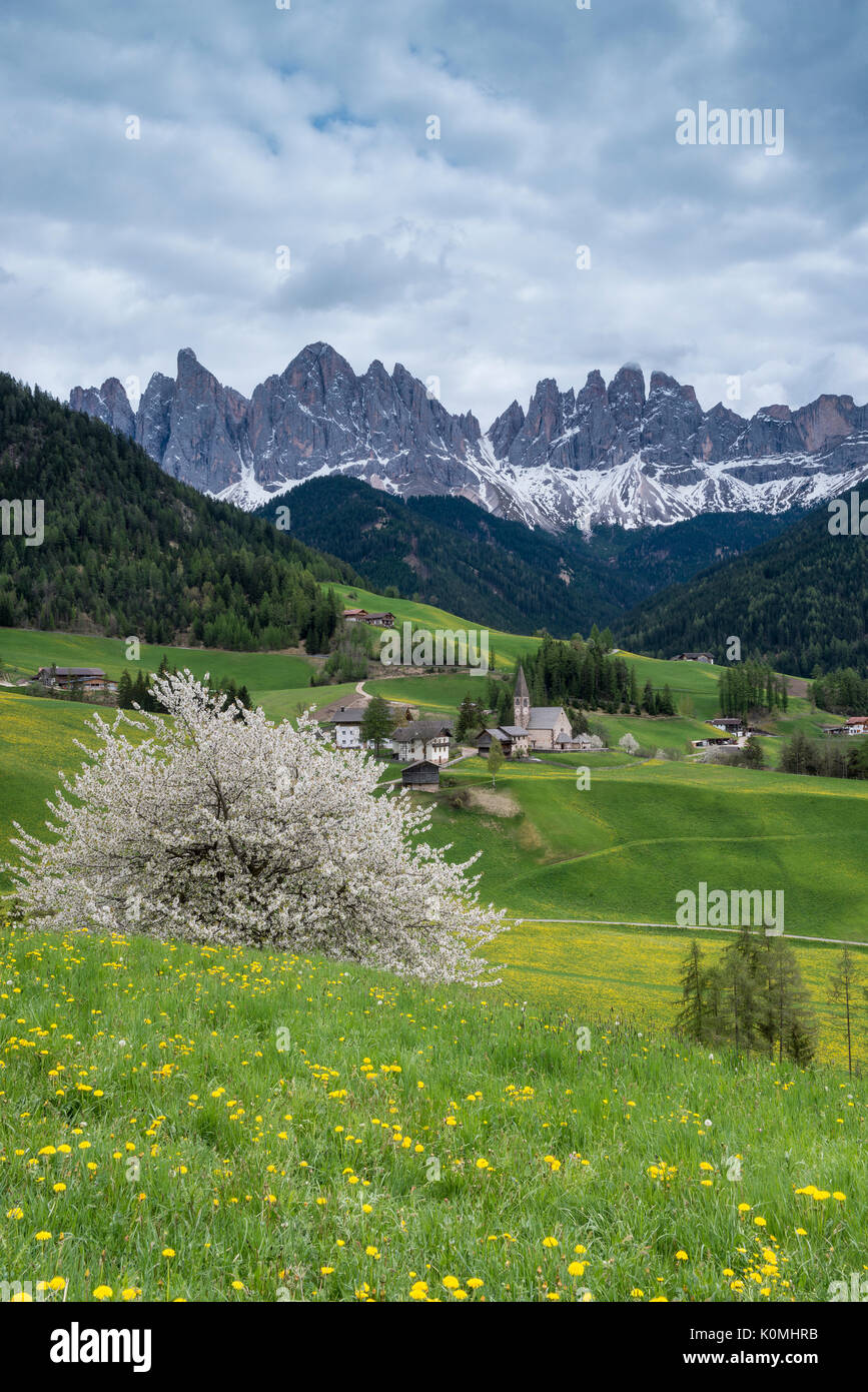 Funes Valley, Dolomites, South Tyrol, Italy. Spring in Santa Maddalena ...