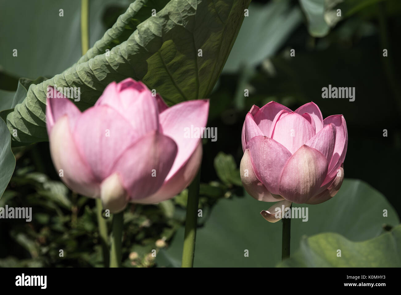 Big lotus leaves hi-res stock photography and images - Alamy