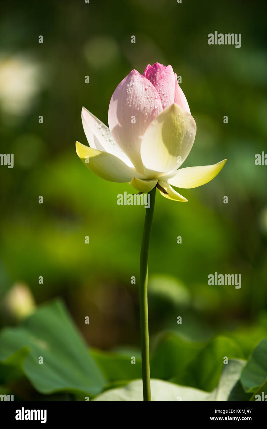 Big lotus leaves hi-res stock photography and images - Alamy