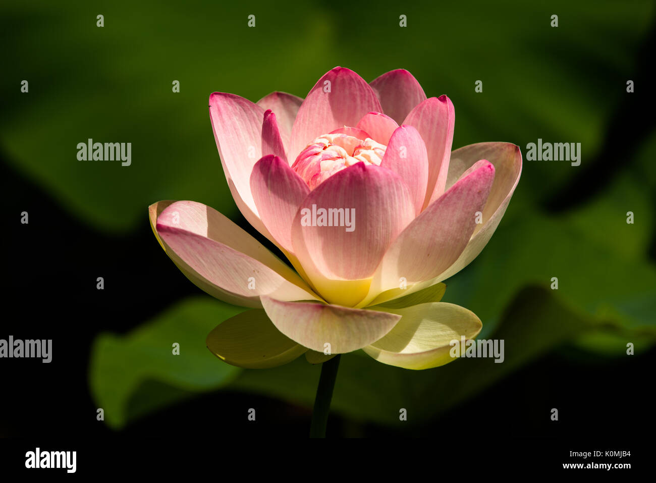 Big Vibrant Lotus Water Lilies Stock Photo - Alamy