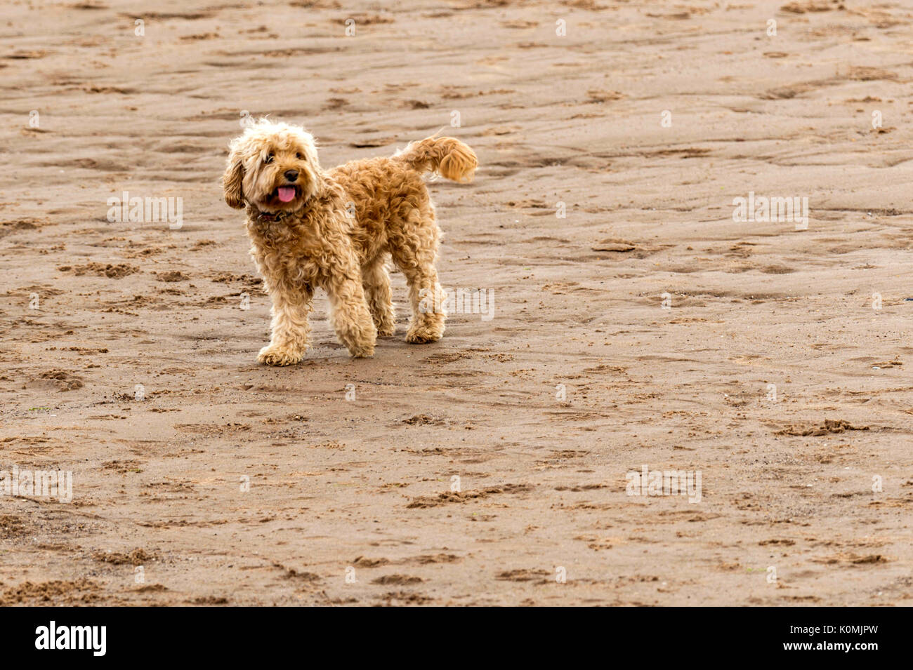 Cockapoo hi-res stock photography and images - Alamy