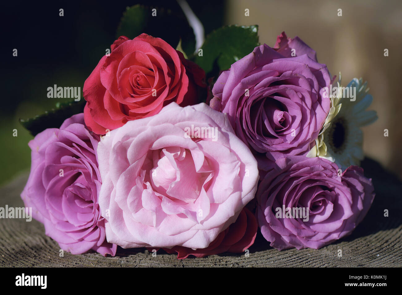 Large purple roses hi-res stock photography and images - Alamy