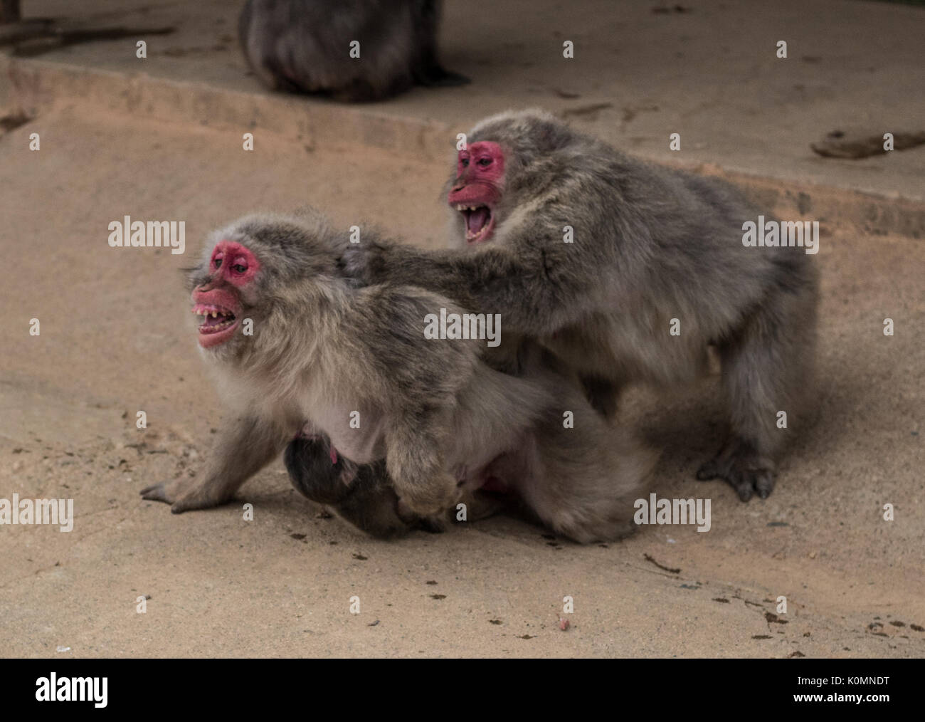 Japanese macaque fighting hi-res stock photography and images - Alamy