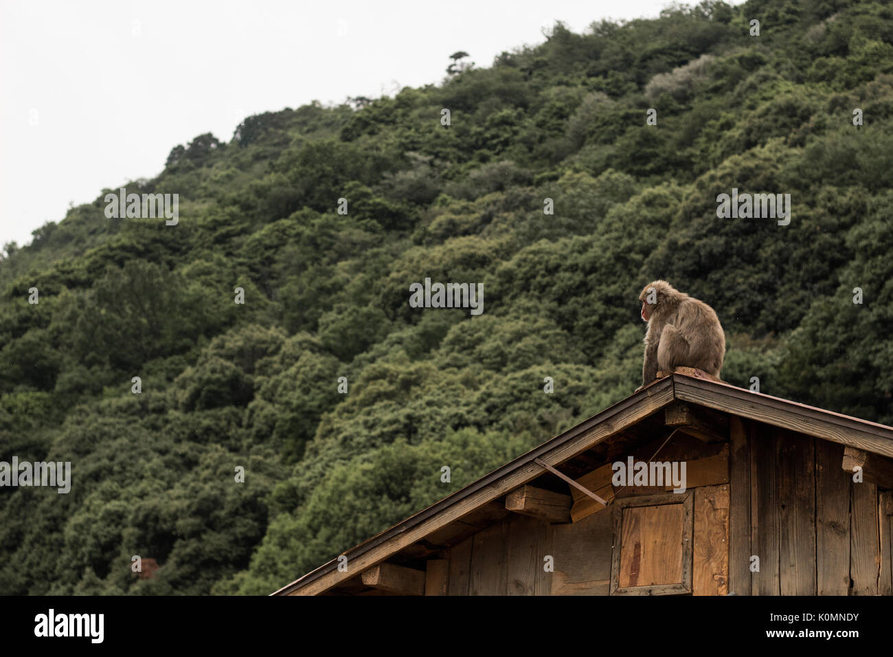 Wooden shack house in jungle hi-res stock photography and images - Alamy