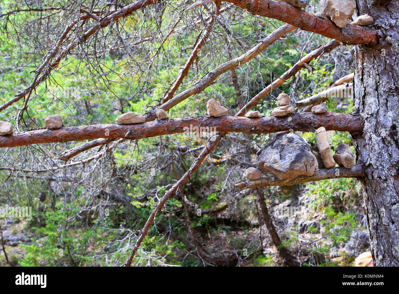 Stones alined on a tree branch hi-res stock photography and images - Alamy