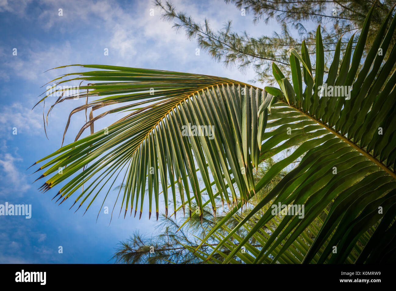 Tropical island palm trees Stock Photo - Alamy