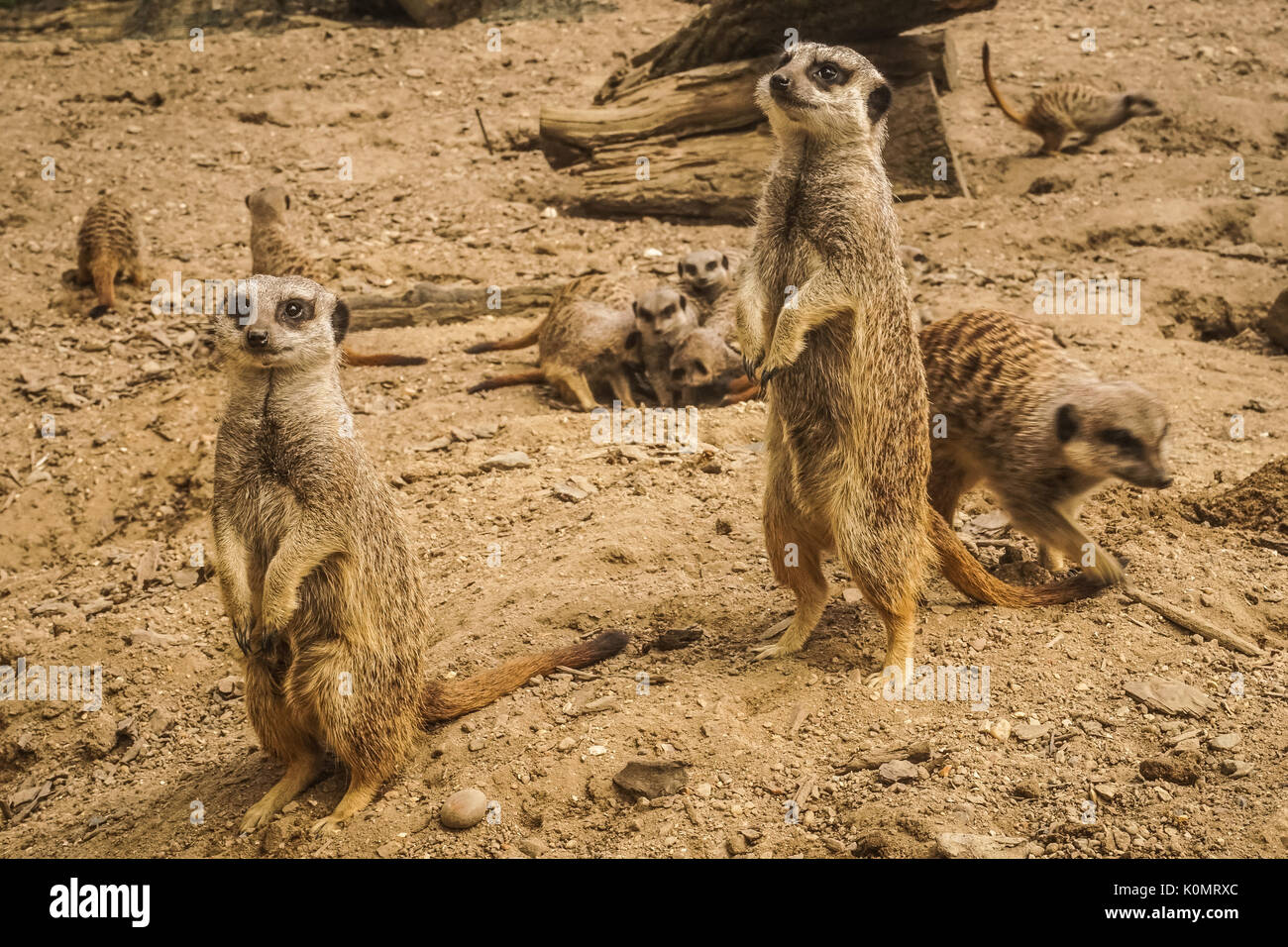 Meerkats simples hi-res stock photography and images - Alamy