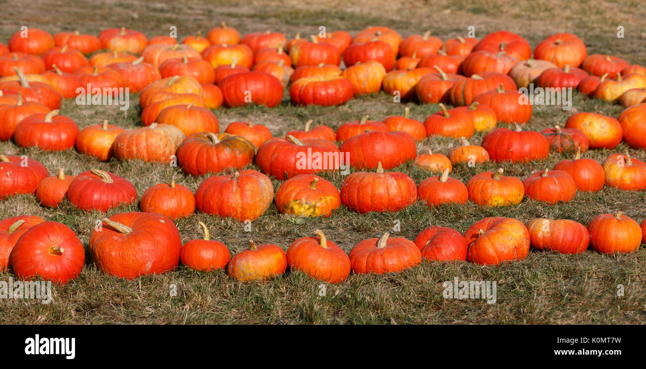 Autumn Halloween decoration on farm. Various type and color of pumpkins ...