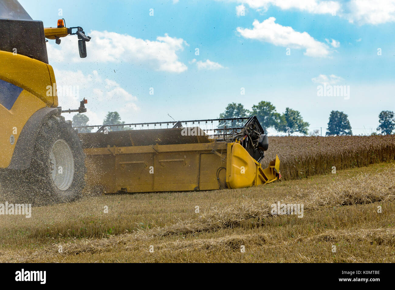 Yellow harvester automatic combine on field harvesting wheat in summer ...