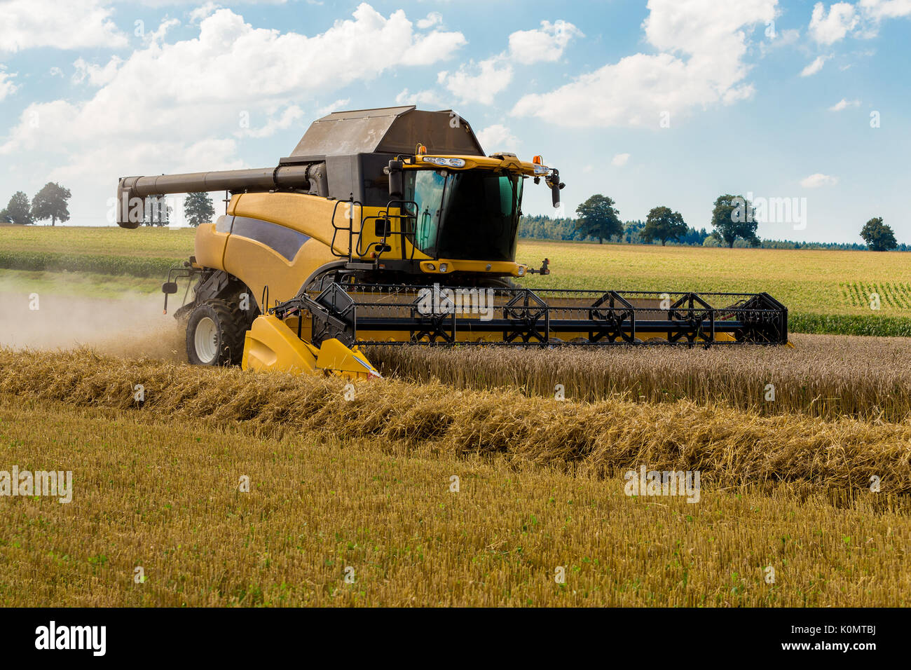 Yellow harvester automatic combine on field harvesting wheat in summer ...