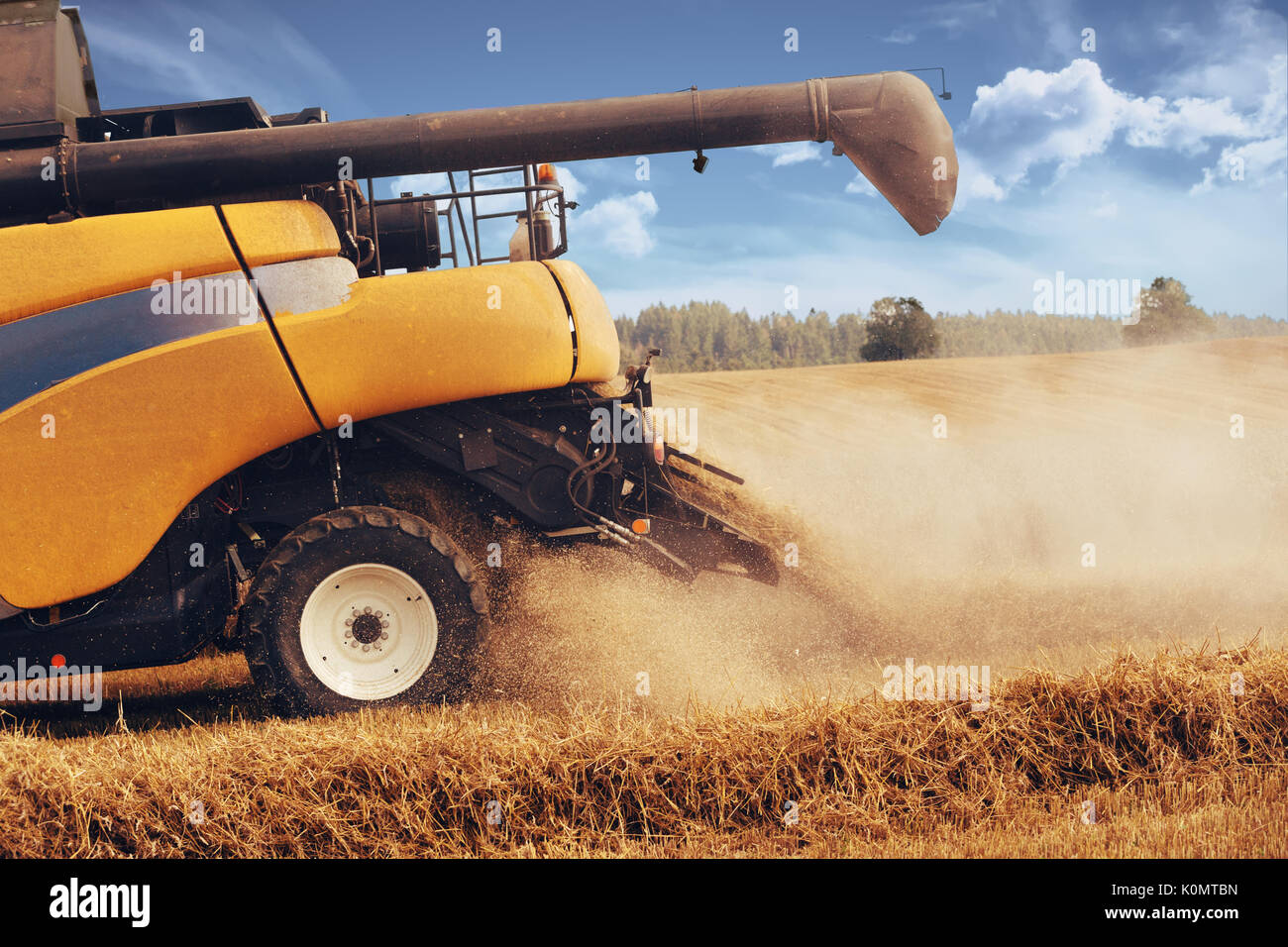 Yellow harvester automatic combine on field harvesting wheat in summer ...