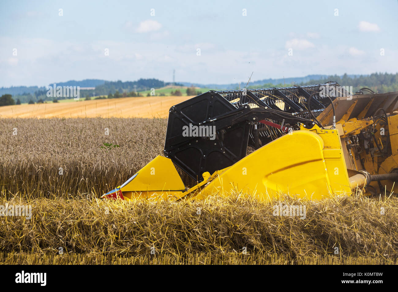 Yellow harvester automatic combine on field harvesting wheat in summer ...