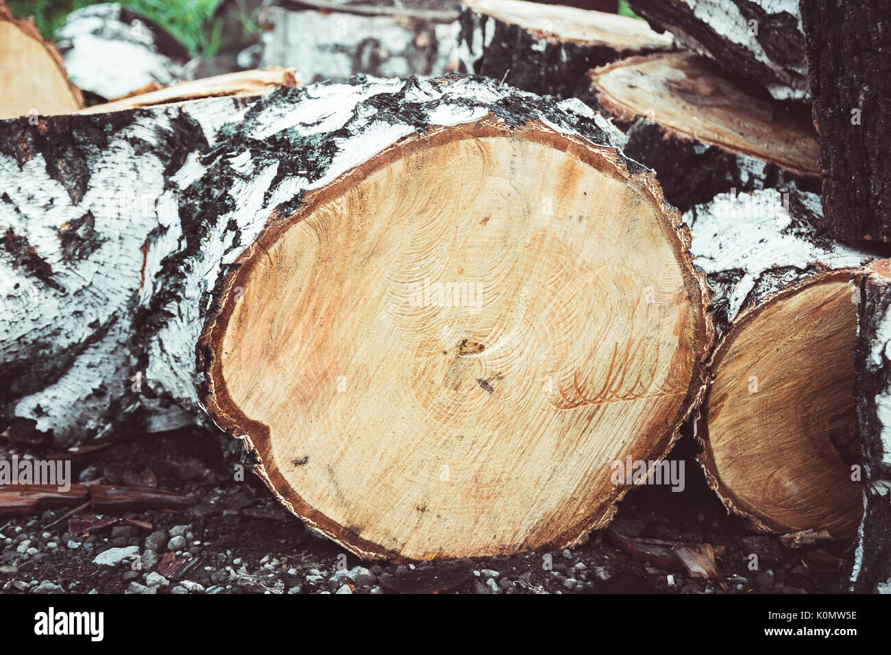 Pine logs on the ground Stock Photo - Alamy