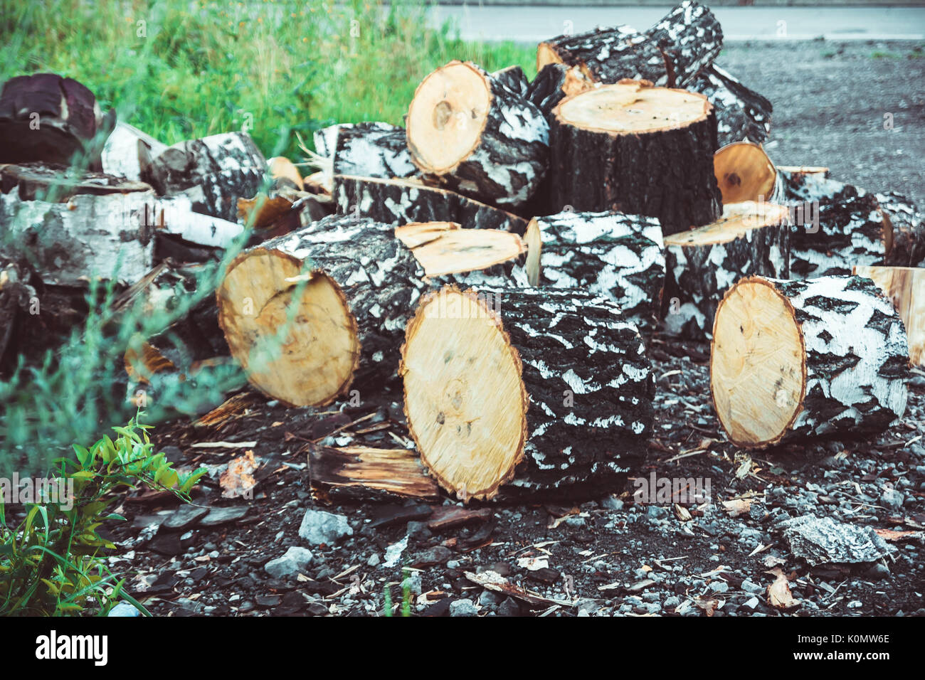 Pine logs on the ground Stock Photo - Alamy