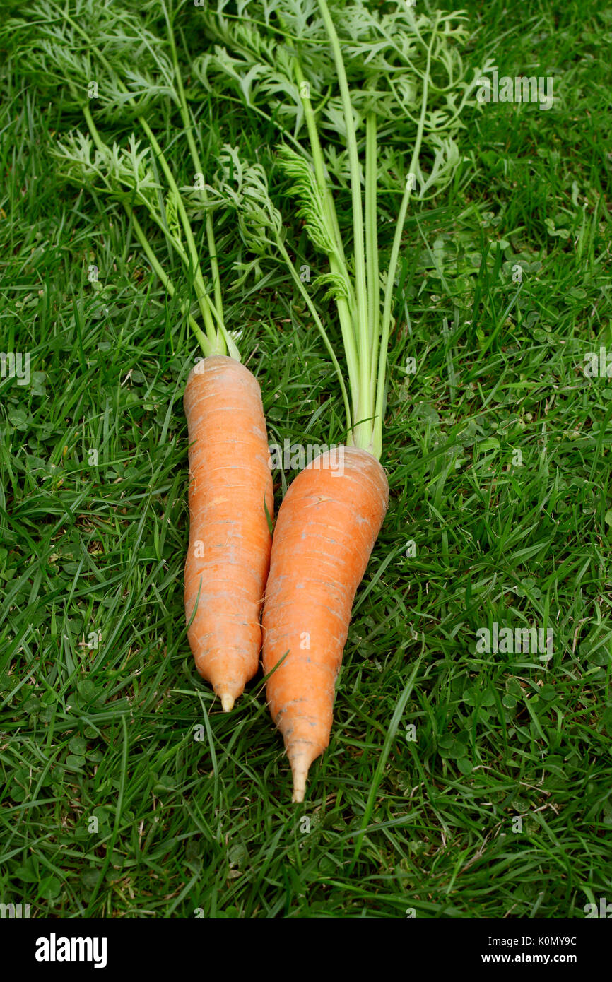 Two long carrots hi-res stock photography and images - Alamy