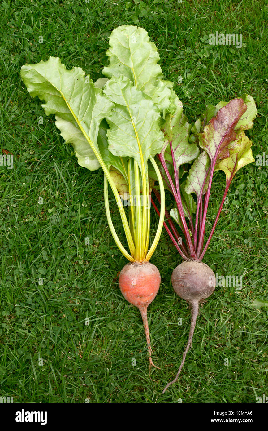 Orange and red beetroot - rainbow and standard variety with differing ...