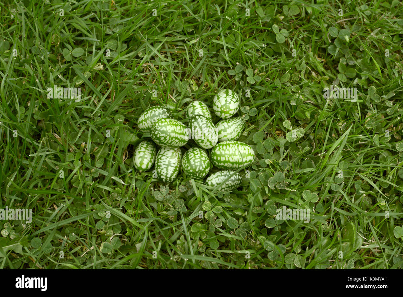 Handful of freshly picked cucamelons - also known as Mexican sour ...