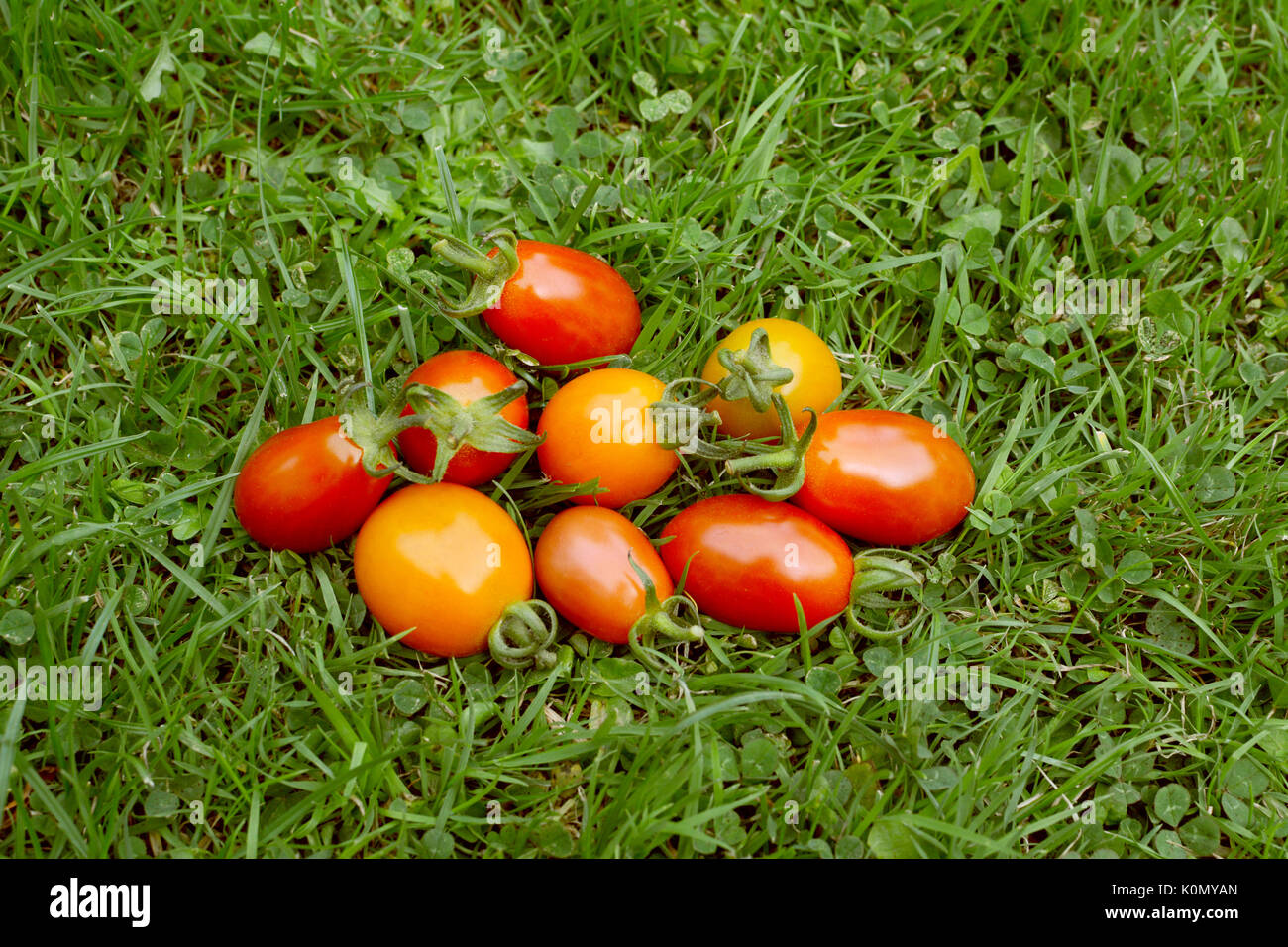 Handful of orange, red and yellow rainbow cherry plum tomatoes on grass ...