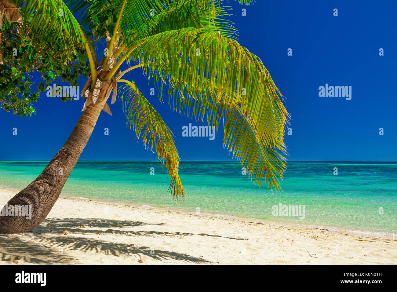 South pacific tree hi-res stock photography and images - Alamy