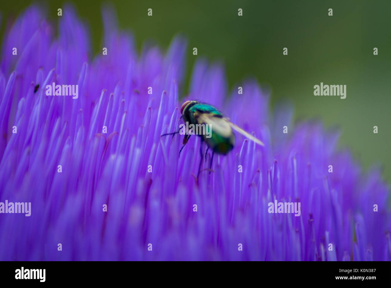 Fly in flower crown Stock Photo - Alamy