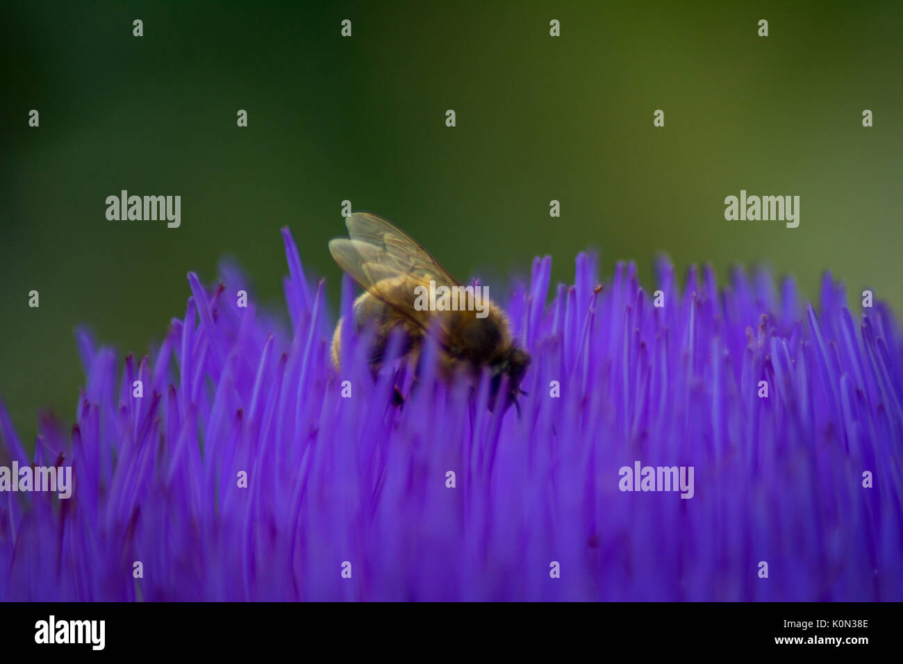 Etymology bee hi-res stock photography and images - Alamy