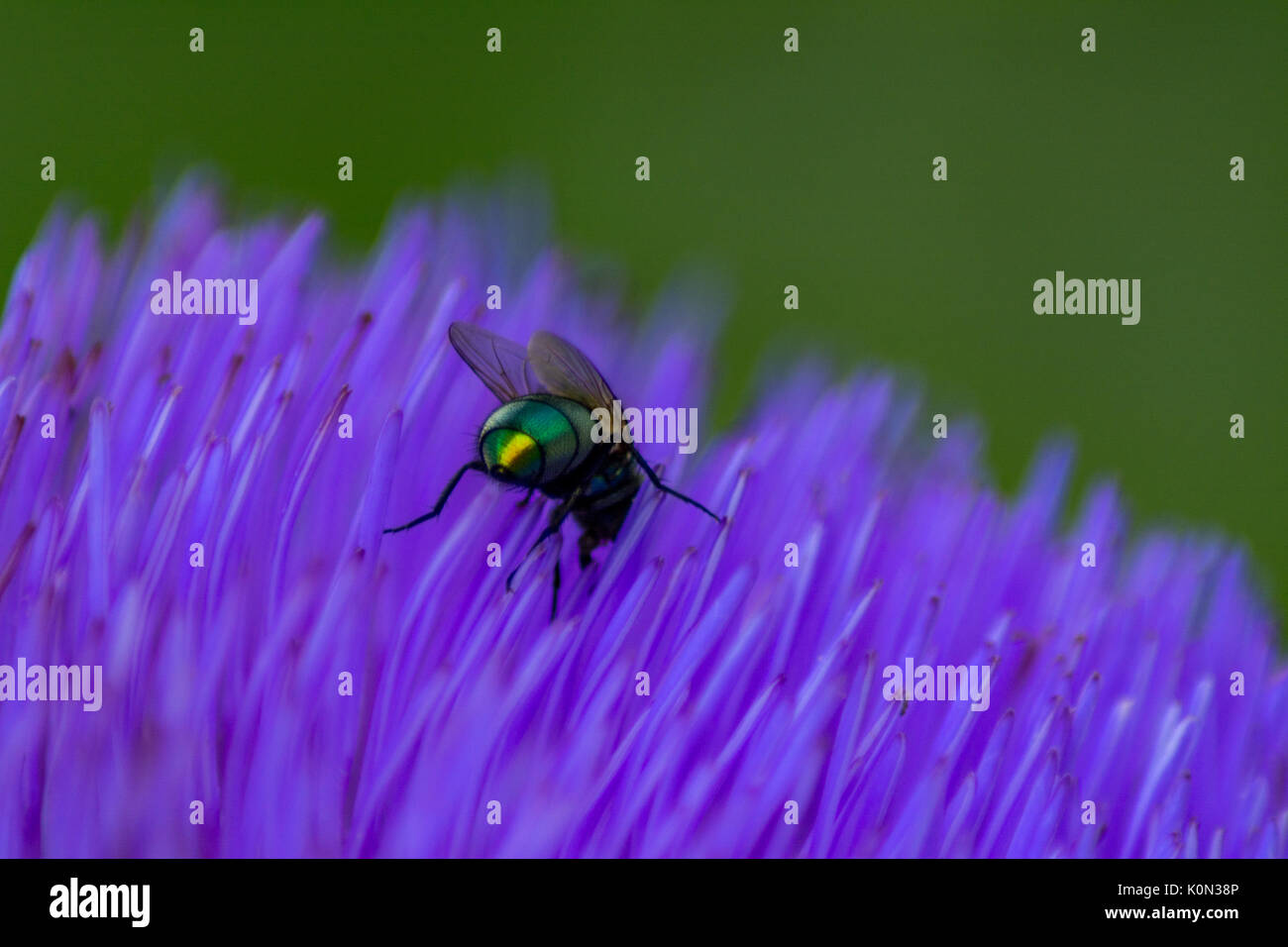 Fly in flower crown Stock Photo - Alamy