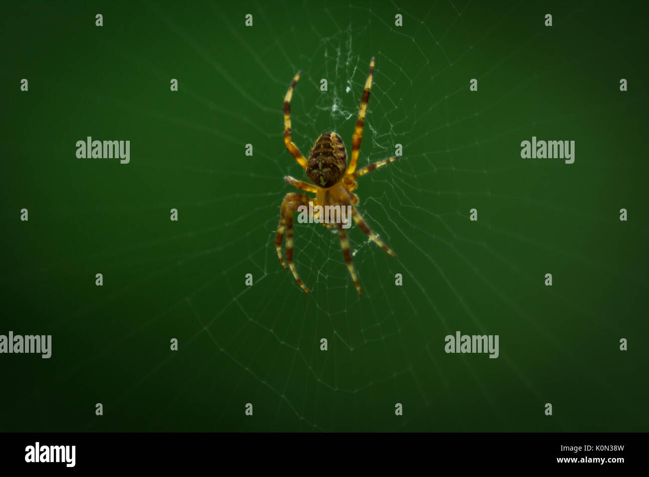 Middle eight legs hi-res stock photography and images - Alamy