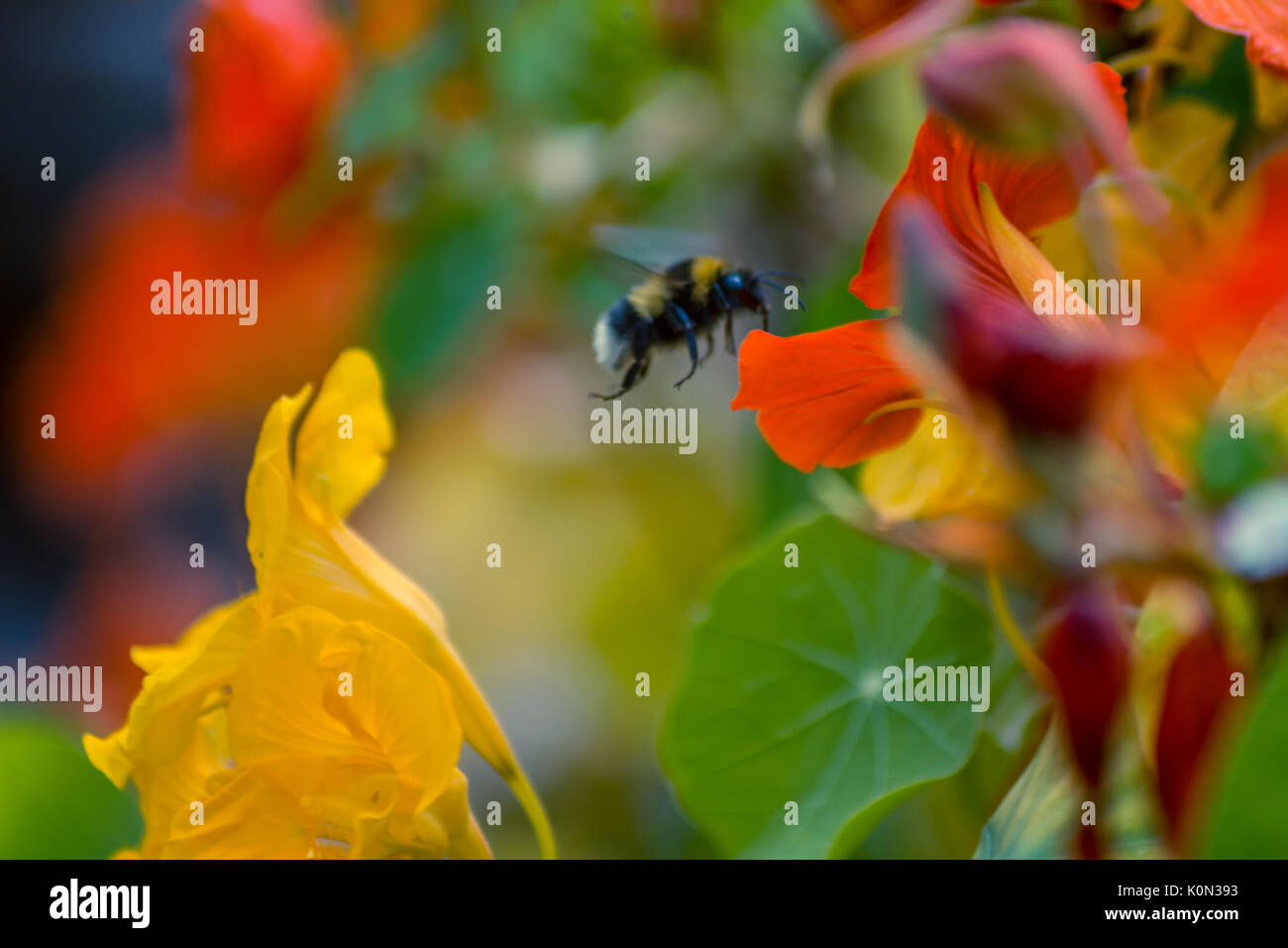 Etymology bee hi-res stock photography and images - Alamy