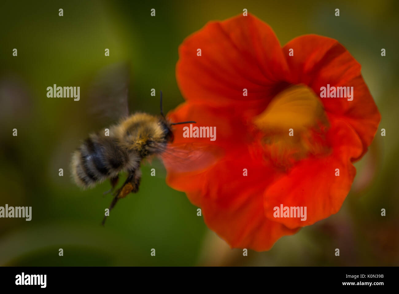 Honeybee pollination hi-res stock photography and images - Alamy