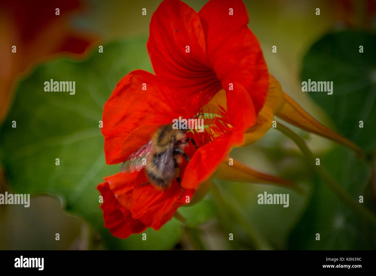 Etymology bee hi-res stock photography and images - Alamy