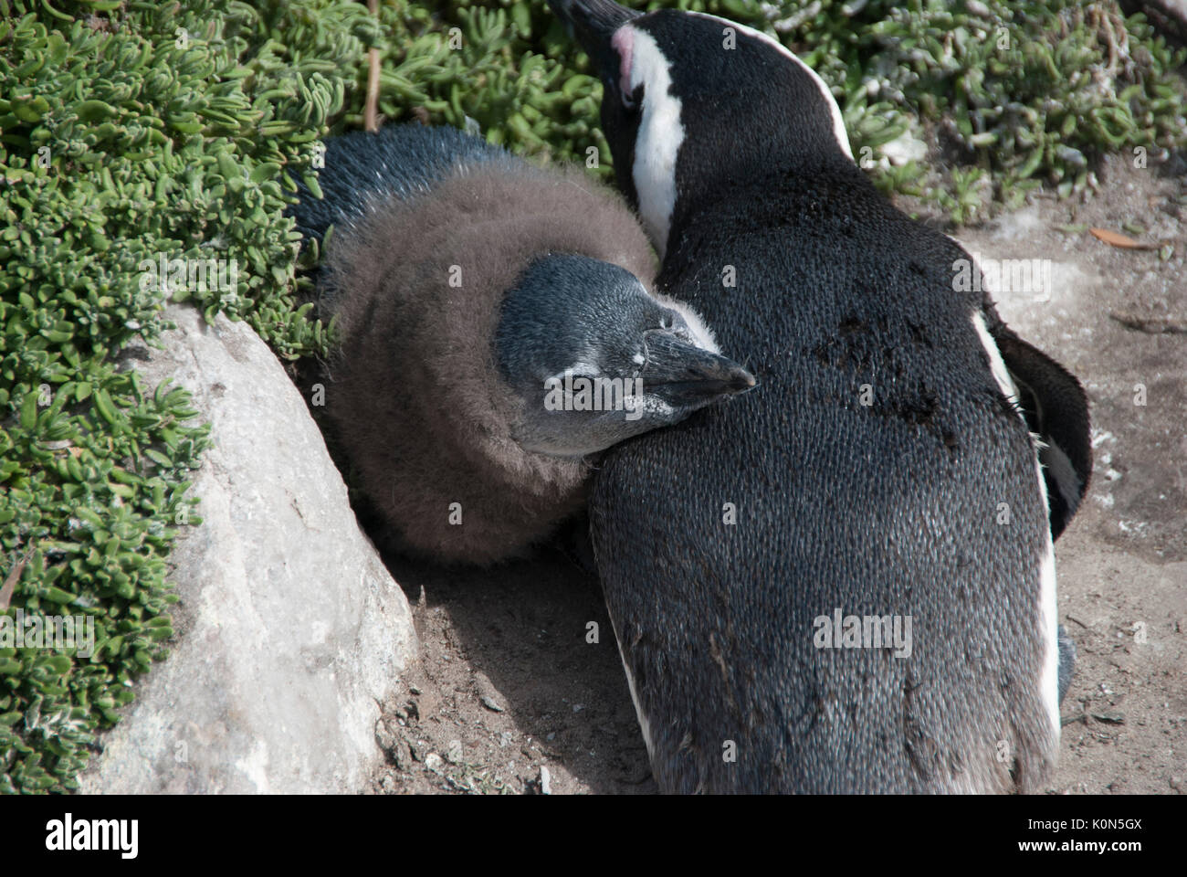 Alamy Exclusive High Resolution Stock Photography and Images - Alamy