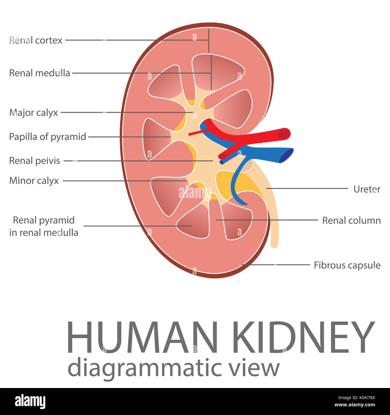 human kidney. diagrammatic view. vector format illustration Stock ...