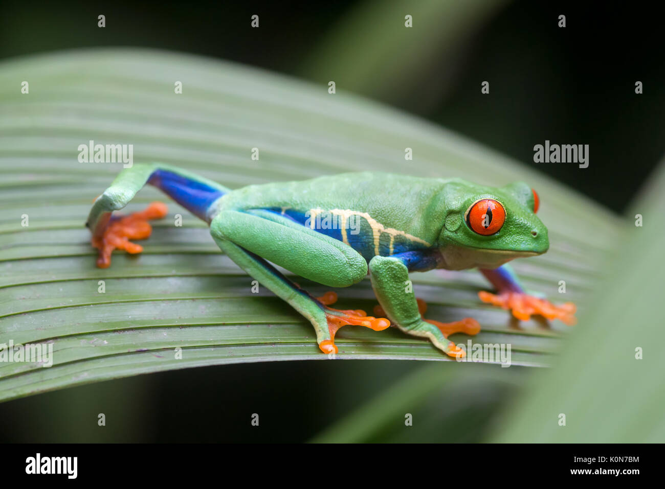 Red-eyed Tree Frog, “Agalychnis callidryas” from Costa Rica Stock Photo ...