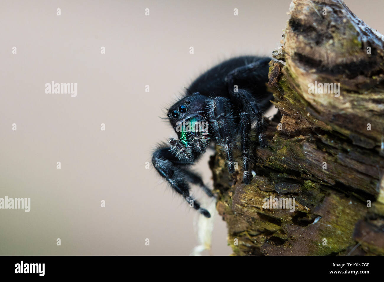 daring jumping spider, or bold jumping spider (Phidippus audax Stock ...