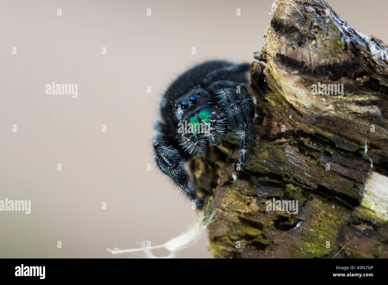 daring jumping spider, or bold jumping spider (Phidippus audax Stock ...