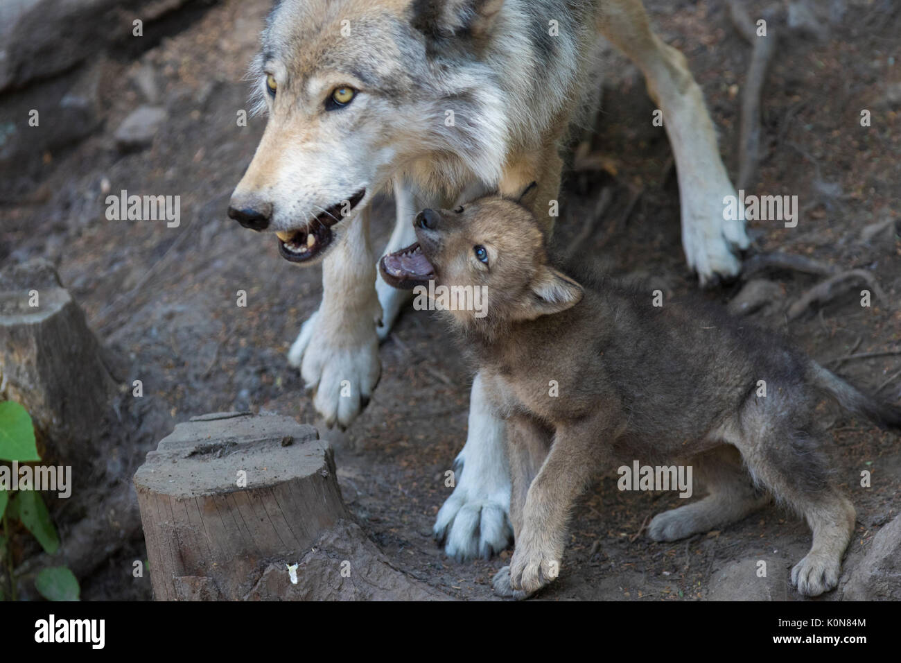 Wolf pups playing hi-res stock photography and images - Alamy