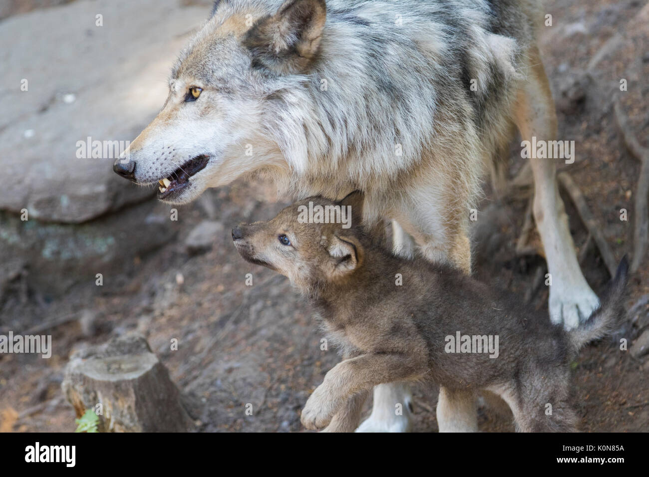 Wolf pups playing hi-res stock photography and images - Alamy