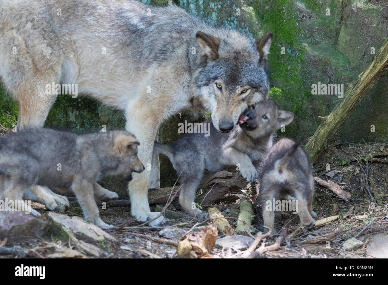 Timber wolf family Stock Photo - Alamy