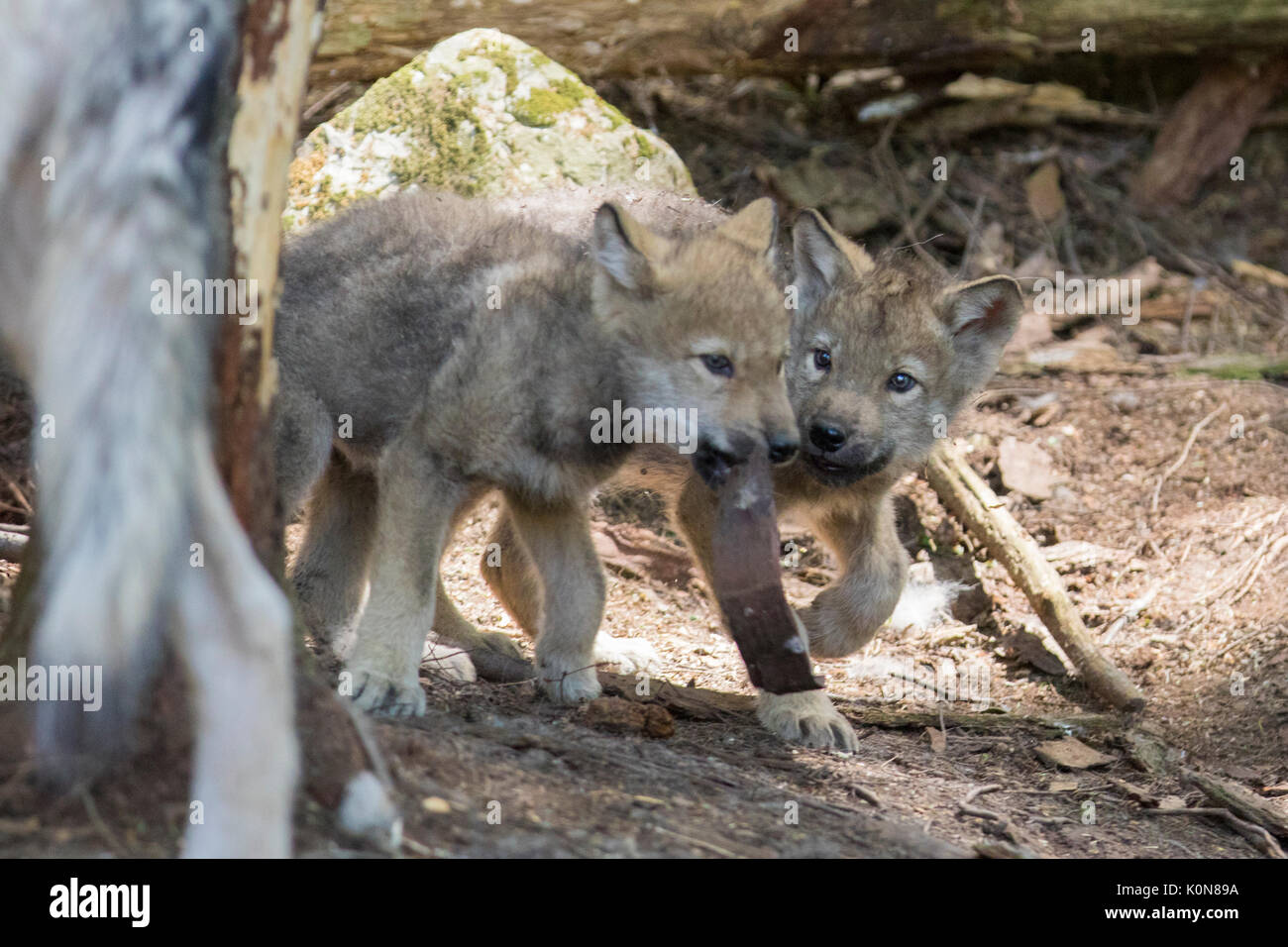 Timber wolf family Stock Photo - Alamy
