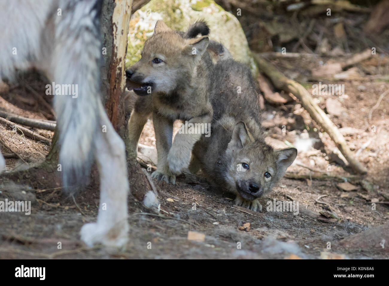Wolf Cub At Den High Resolution Stock Photography and Images - Alamy