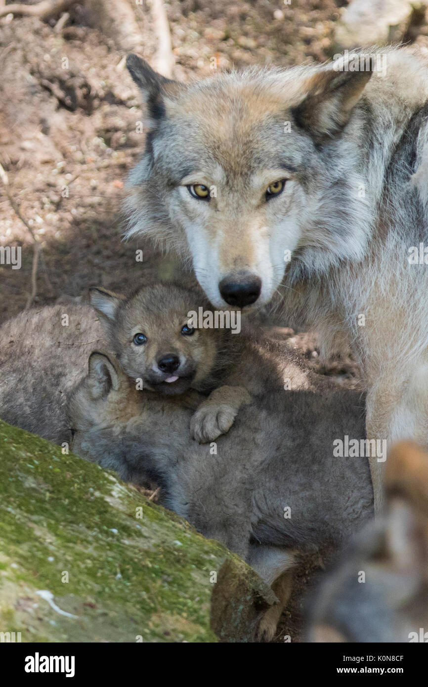 Wolf pups playing hi-res stock photography and images - Alamy