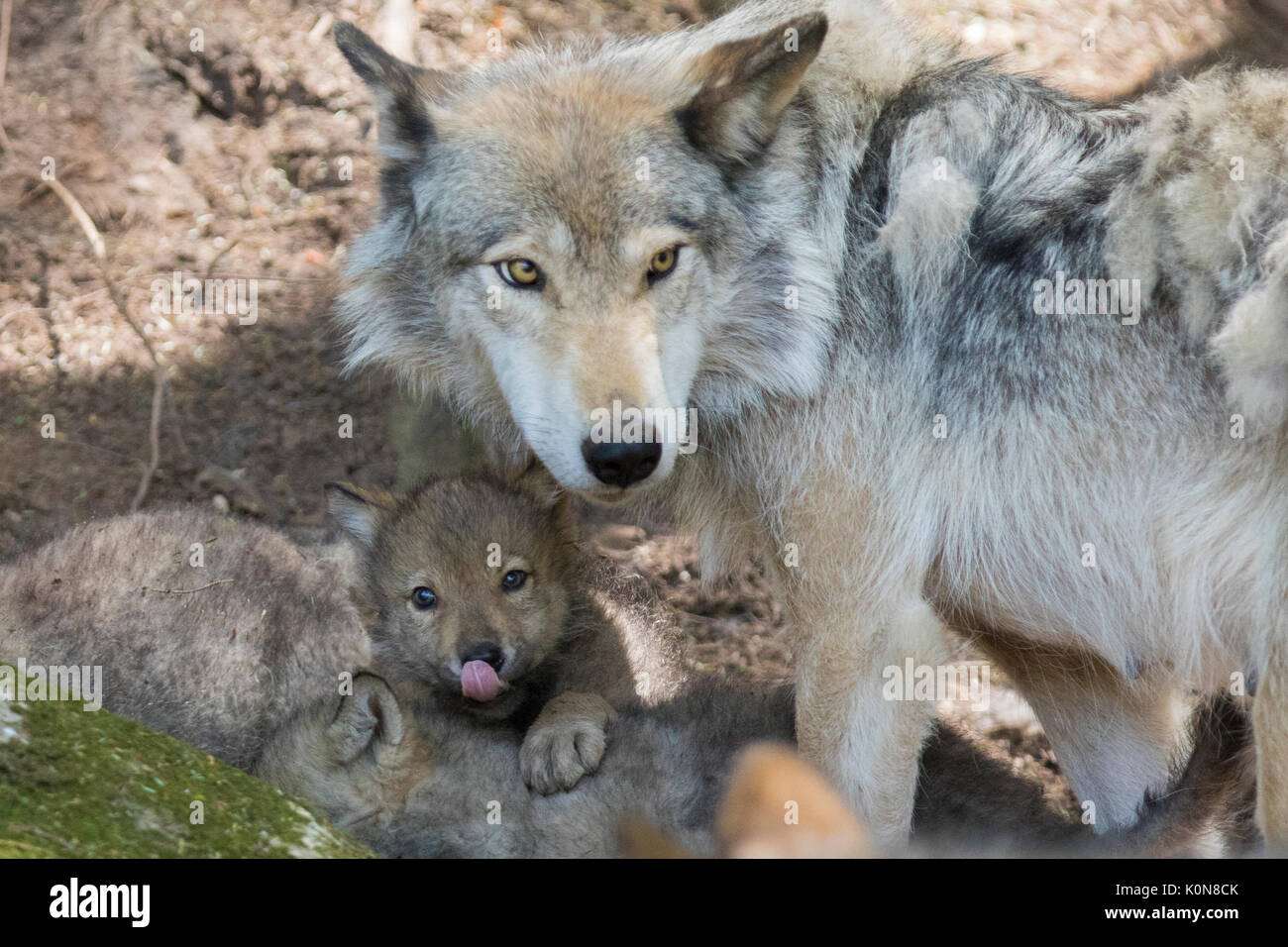 Timber wolf family Stock Photo - Alamy