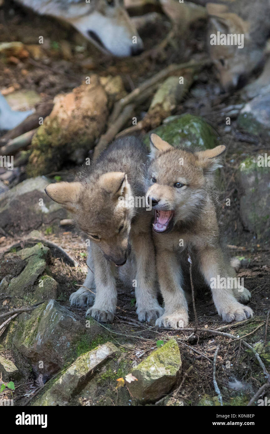Wolf Cub At Den High Resolution Stock Photography and Images - Alamy